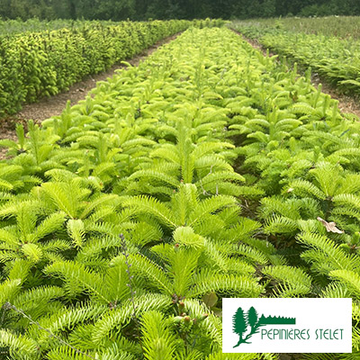 PÉPINIÈRES STELET – Pépinière à Ferrières