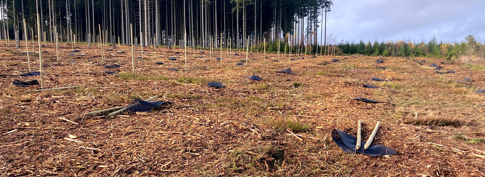 PÉPINIÈRES STELET – Pépinière à Ferrières