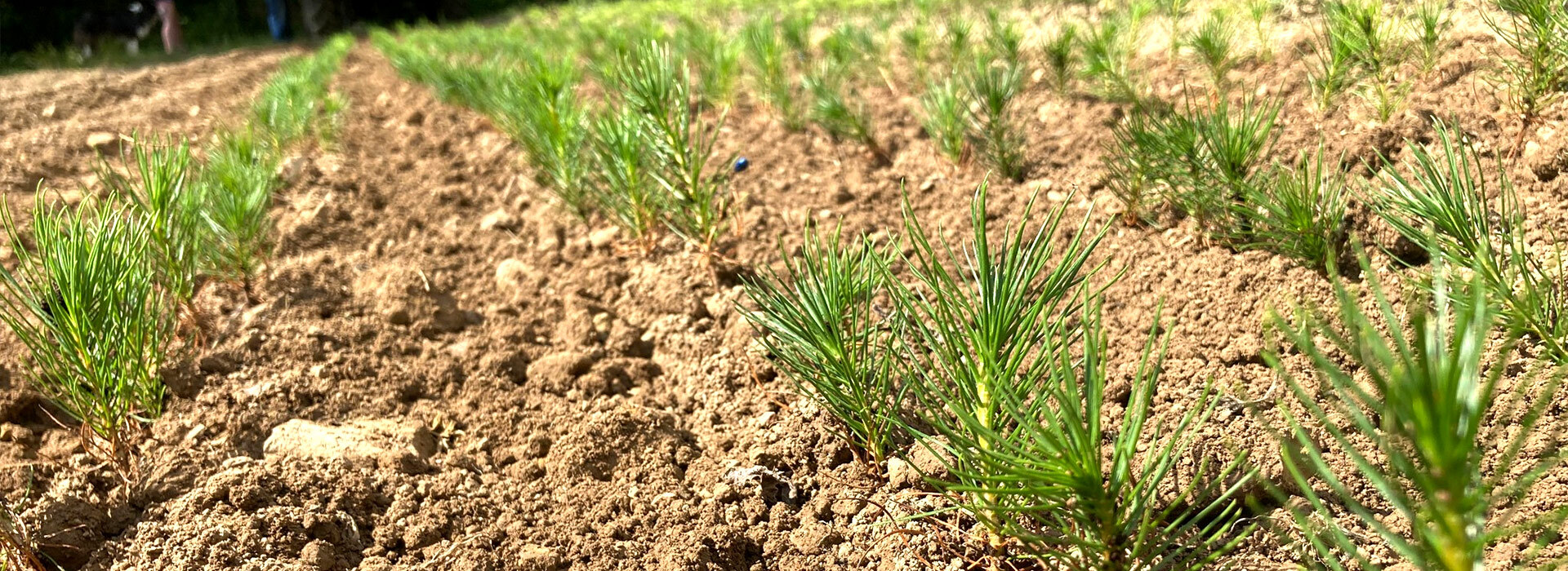 PÉPINIÈRES STELET – Pépinière à Ferrières