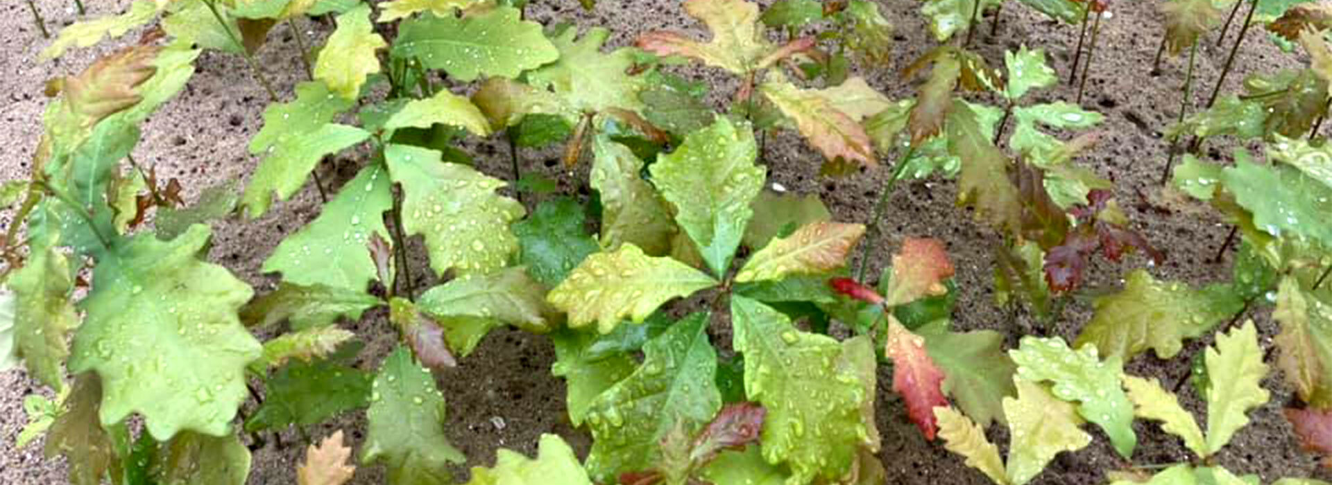 PÉPINIÈRES STELET – Pépinière à Ferrières